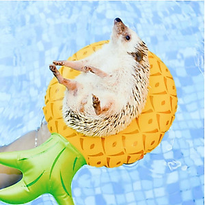 SEZDEKI 5 Pack Bearded Dragon Bathtub Toy - Small Animal Toy Inflatable Float for Hedgehog Lizard Ferret Tortoise Small Pets Accessories Photo Shoot Toy Pet Supplies (5 Pcs)