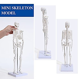 ASINTOD 17" Mini Size Skeleton Model, Anatomy Medical Human Skeleton Model for Study, Teaching and Display Anywhere, Scientific Human Skeleton Model with Movable Arms and Legs