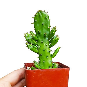 Joseph's Coat Cactus (2" Plastic Pot) - Live. Healthy Cactus - Opuntia monacantha - Barbary Fig Cactus - Prickly Pear Cactus
