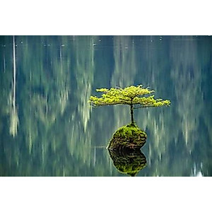 Posterazzi Fairy Lake Bonsai Poster Print by Tim Oldford, (24 x 36)