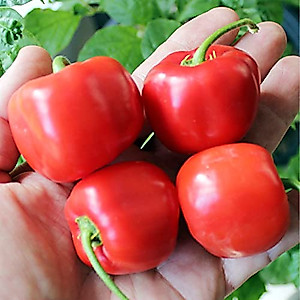 QAUZUY GARDEN 25 Seeds Red Manzano Chili Pepper Seeds, Capsicum pubescens Chile Rocoto Locoto Plant Seeds- Organic Non-GMO Vegetable Survival Gear Food Seeds