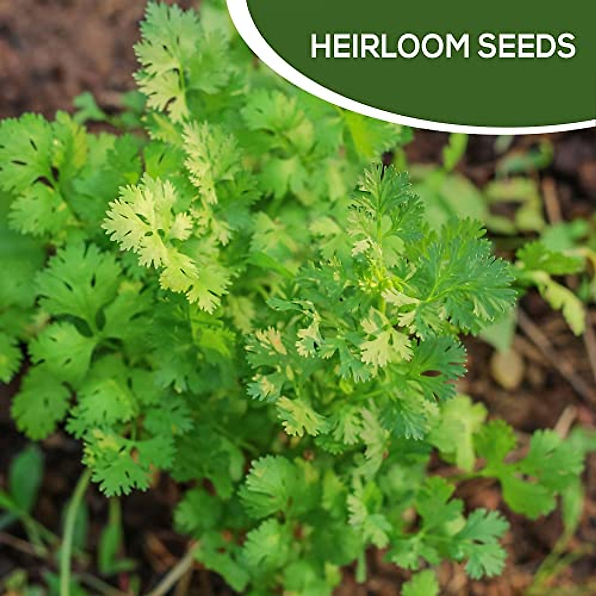 Medicinal and Tea Herb Seeds Variety Pack for Planting Indoors, Outdoors and Hydroponically - USA Grown, Heirloom, Non GMO Herbal Garden Seeds, Including Basil and Cilantro