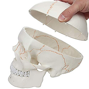 Axis Scientific Numbered Human Skull Model Bundle, 3 Part Life Size Replica, Removable Calvarium (Skull Cap), Mandible (Jaw) and 55 Numbered Features, Includes Detailed Study Guide