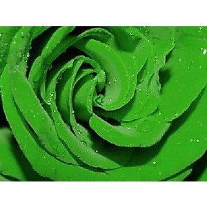 20+ Green Rose Rosa Flowers Seeds Bush Shrub Perennial Flower