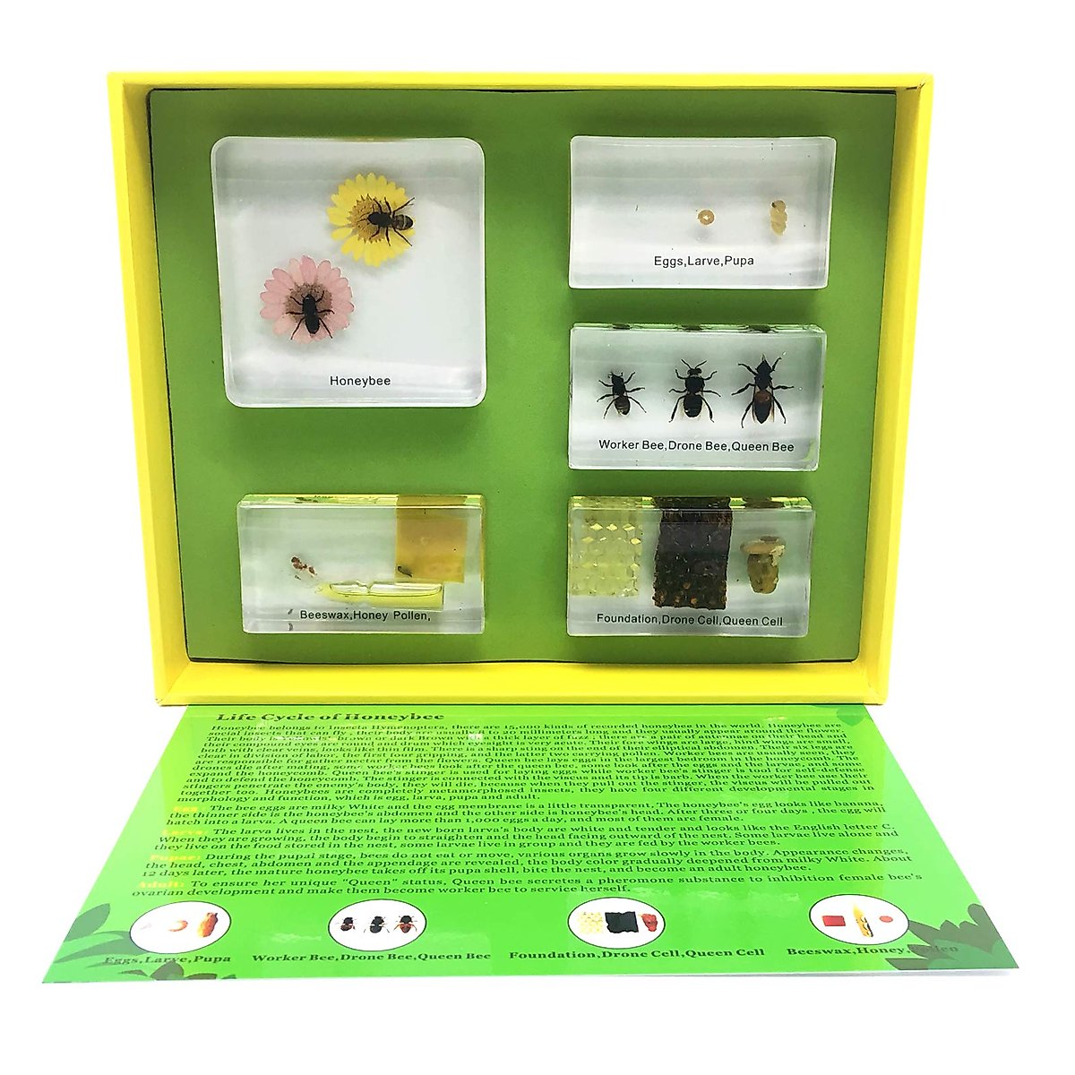 Lifecycle of a Honey Bee in Acrylic Block Science Classroom Specimens for Science Education