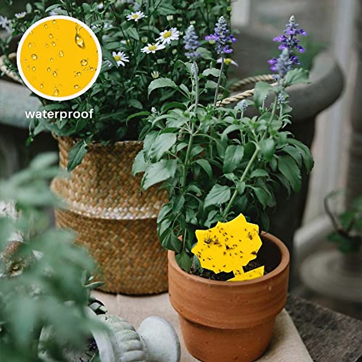 Fruit Fly Traps Fungus Gnat Traps Yellow Sticky Indoor Outdoor Use Protect The Plant