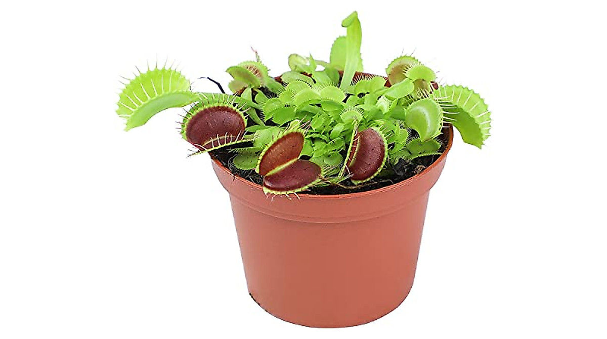 Buy Live Venus Fly Trap Plant for Indoor Pest Control | Altman Plants