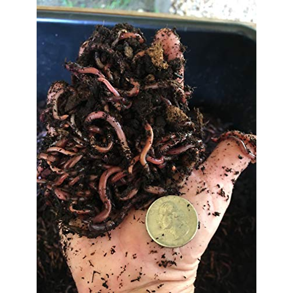Worms Red Wiggler Composting 2 Pounds