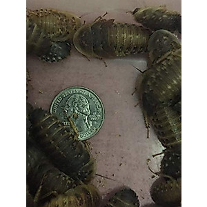 Bad Ass Bugs 200 Large Dubia Roaches