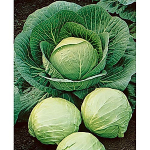 David's Garden Seeds Cabbage Dutch Early Round 2358 (Green) 50 Non-GMO, Heirloom Seeds