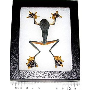 BicBugs Rhacophorus reinwardti Green Tree Indonesia Framed