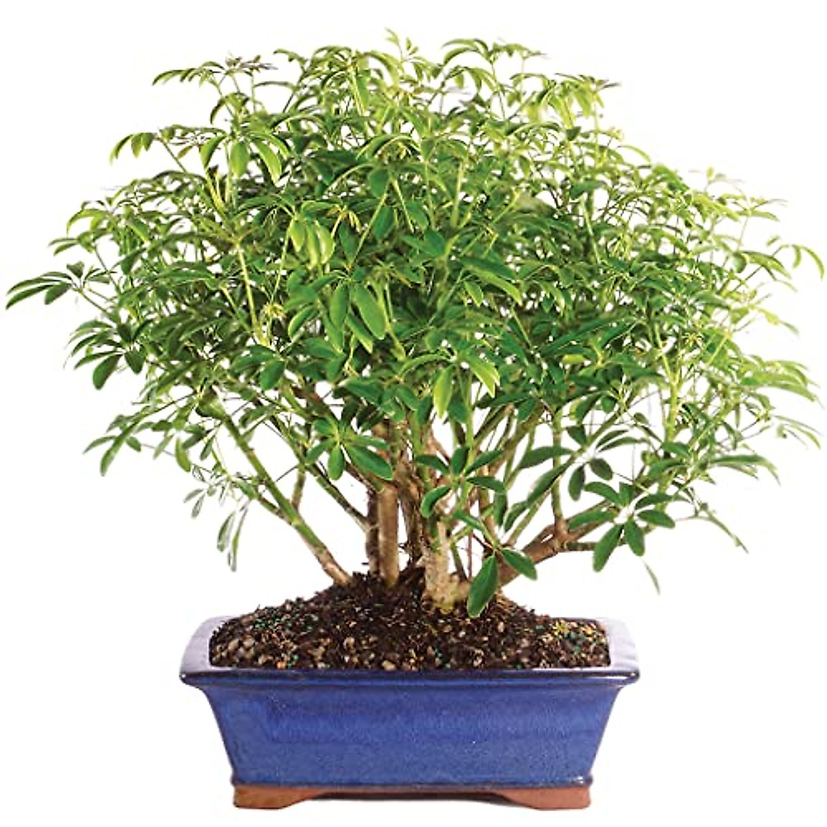 Brussel's Live Hawaiian Umbrella Indoor Bonsai Tree - 8 Years Old; 10" to 14" Tall in Decorative Container
