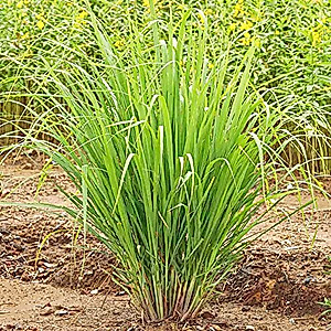 YEGAOL Garden 125Pcs Lemongrass Seeds Cymbopogon Citratus Edible Ornamental Cooking Fast-Growing Fragrant Drought Tolerant Perennial Annual Potted Patio Border Garden Plant Herb Seeds