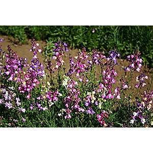 Toadflax Dwarf Fairy Mix Bouquet Flower Seeds, 5000+ Seeds Per Packet, (Isla's Garden Seeds), Non GMO & Heirloom Seeds, Botanical Name: Linaria Maroccana, Great Home Garden Gift