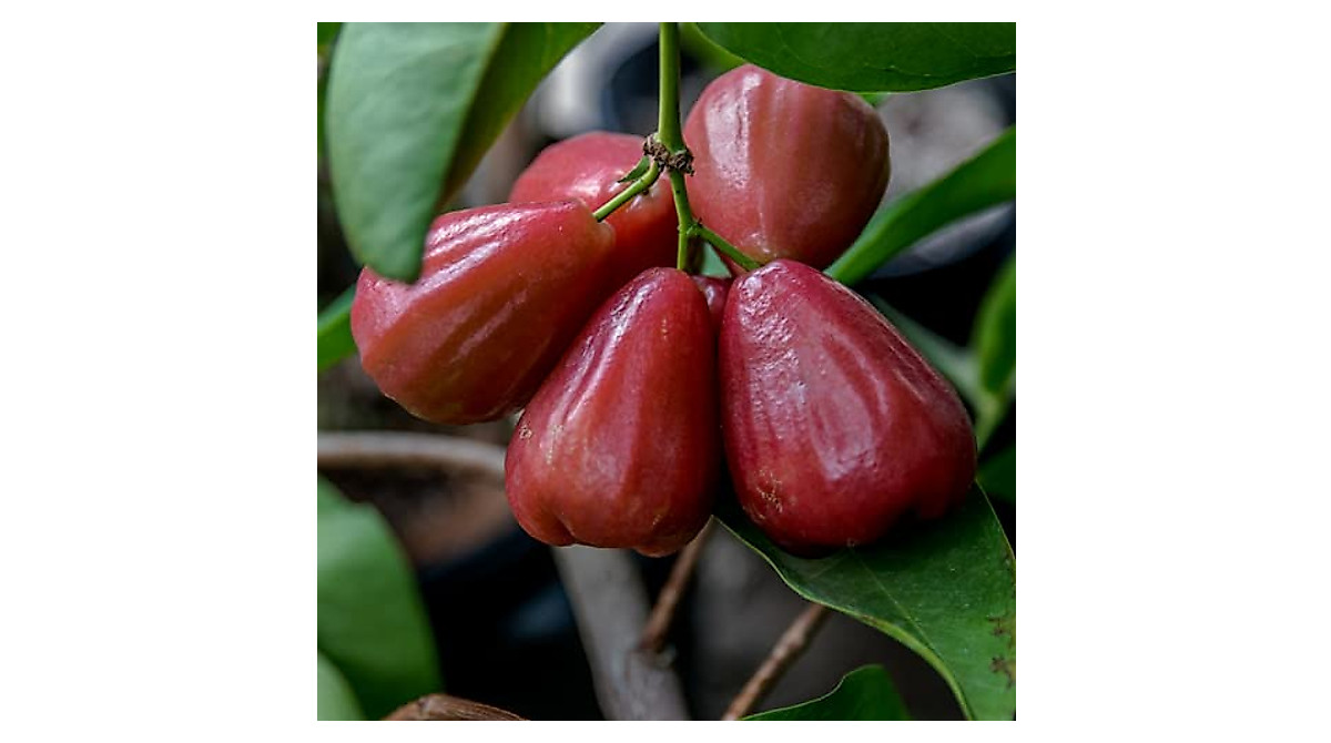 Red Wax Apple Plant - 2 Ft Live Red Rose Tree for Garden