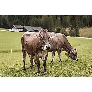 Pinenjoy 17Pcs 1.57inch Small Brass Bell Copper Grazing Bells Farm Animal Loud Bronze Bell Long Distancec Cow Horse Goat Dog Cattle Sheep Anti-Theft Collar Metal Accessories