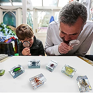 11 Pcs Insects in Resin Specimen Bugs Collection Paperweights Real Bugs in Resin Various Insect Specimen Bug Preserved in Resin Bugs Collection for Kids Scientific Educational Supplies Bugs Display
