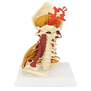Cervical Spine Medical Model, Removable Spinal Nerves Anatomical Model Human Cervical Spine Demonstration Model Spine Anatomy Education Model for Science Classroom Study Display Teaching