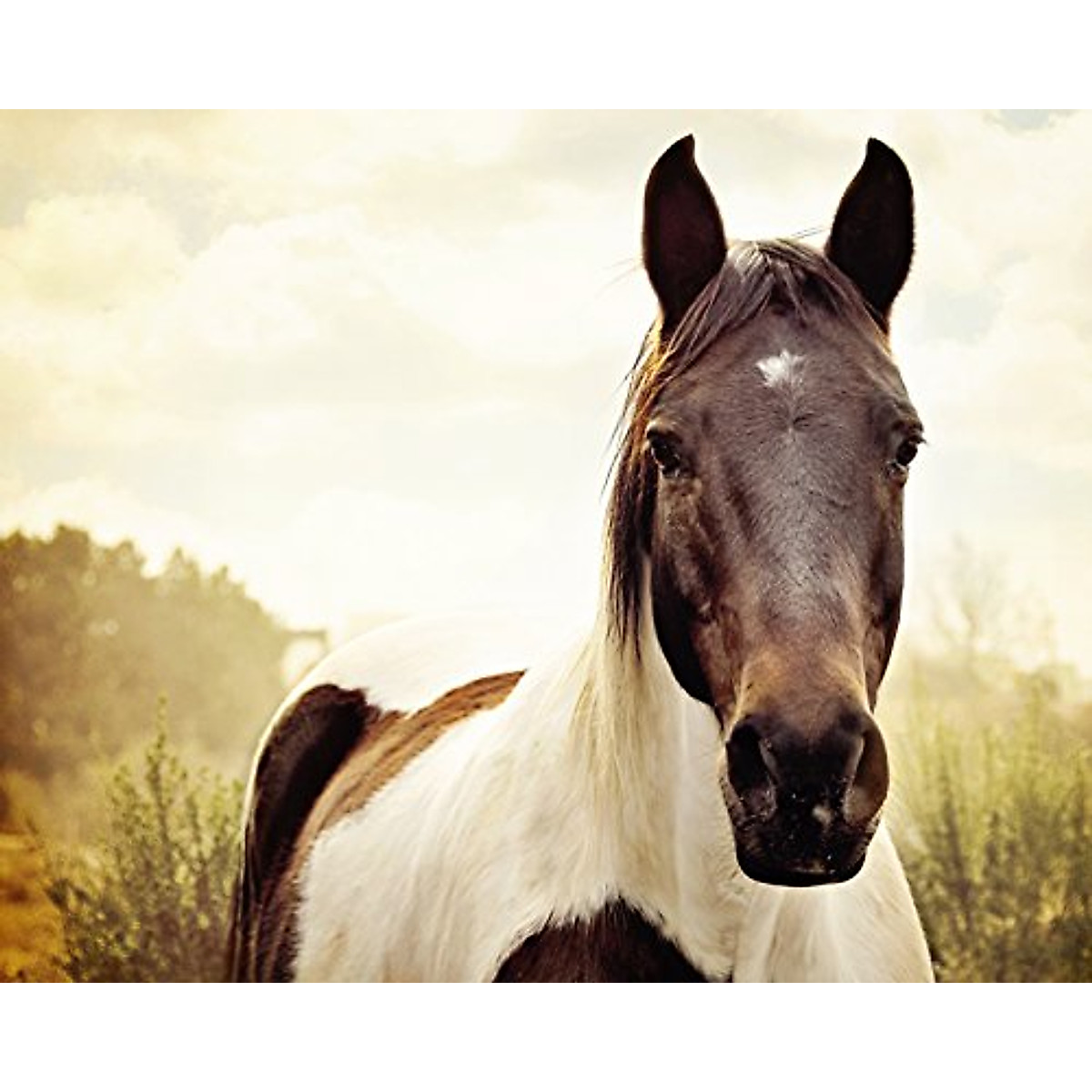 Redmond Rein Water Thirst Quencher for Dehydrated Horses, Electrolyte Mineral Drink Mix, 5 lb Bag