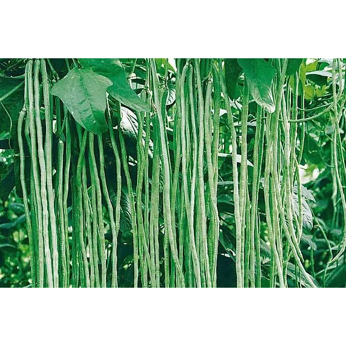 Pole Bean Seeds for Planting Vegetables and Fruits-Chinese Yard Long Beans 豇豆. Non GMO Heirloom Seeds for Home Vegetable Garden-6g(30ct+) Veggie Seeds Oriental Yard Long Bean Seeds