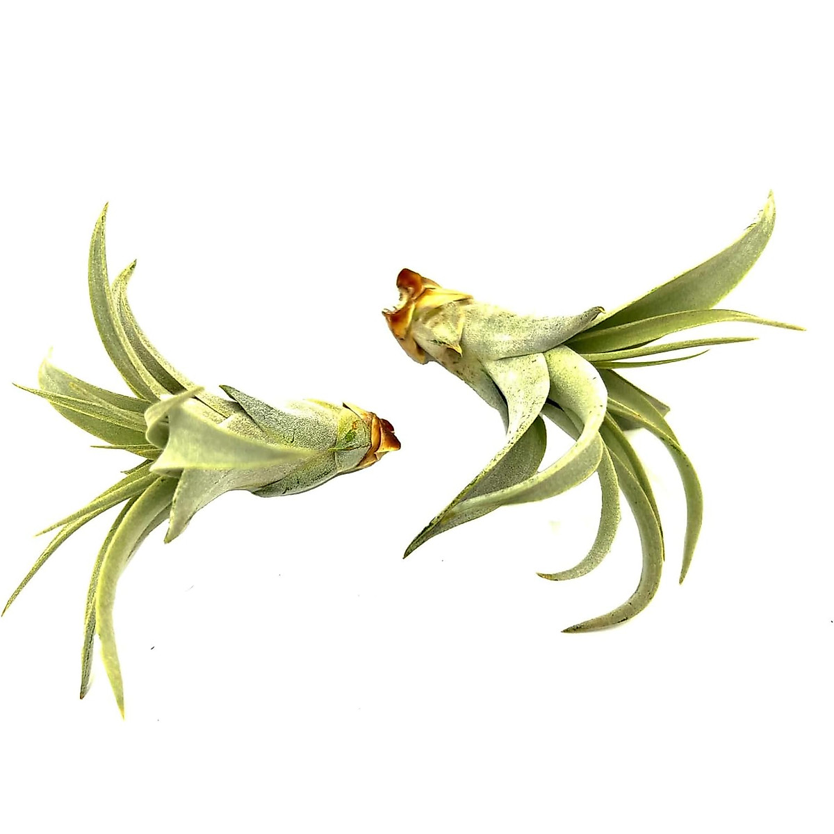 ragnaroc Live Air Plant - Tillandsia Xerographica Pup, Regular 2-4” – 1 ct - Ideal for Gifts & Presents, Live Indoor Plants & Live House-Plants – Live Plants for Home décor