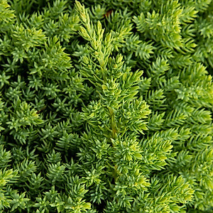 Dwarf Japanese Garden Juniper | 1 Live 4 Inch Pot | Juniperus Procumbens Nana | Drought Tolerant Evergreen Groundcover | Great Plants for Bonsai