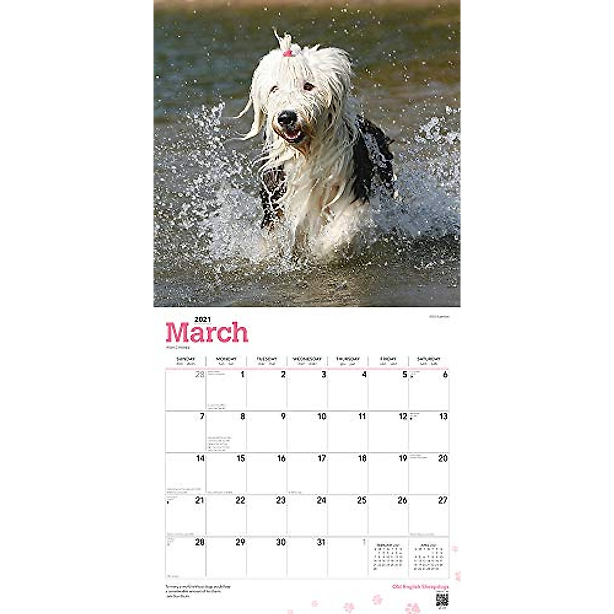 Old English Sheepdogs 2021 Calendar