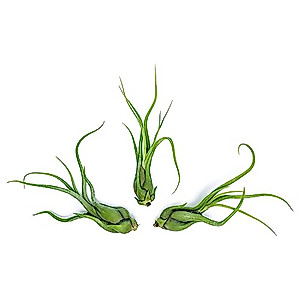 Octopus Air Plant, Caput Medusae Giant Air Plant (3PK), Tillandsia Air Plants Live Houseplants Bromeliad Terrarium Indoor Plants Live Plants Indoor House Plants for Air Plant Holder by Plants for Pets