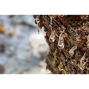 Cerez Pazari Natural Mastic Gum in Resealable Bag 0.88oz 25gr, Jaw Exerciser 100% Real Chios Mastiha Gum, Resin Of Mastiha Trees | Medium Tears Sugar Free Gum