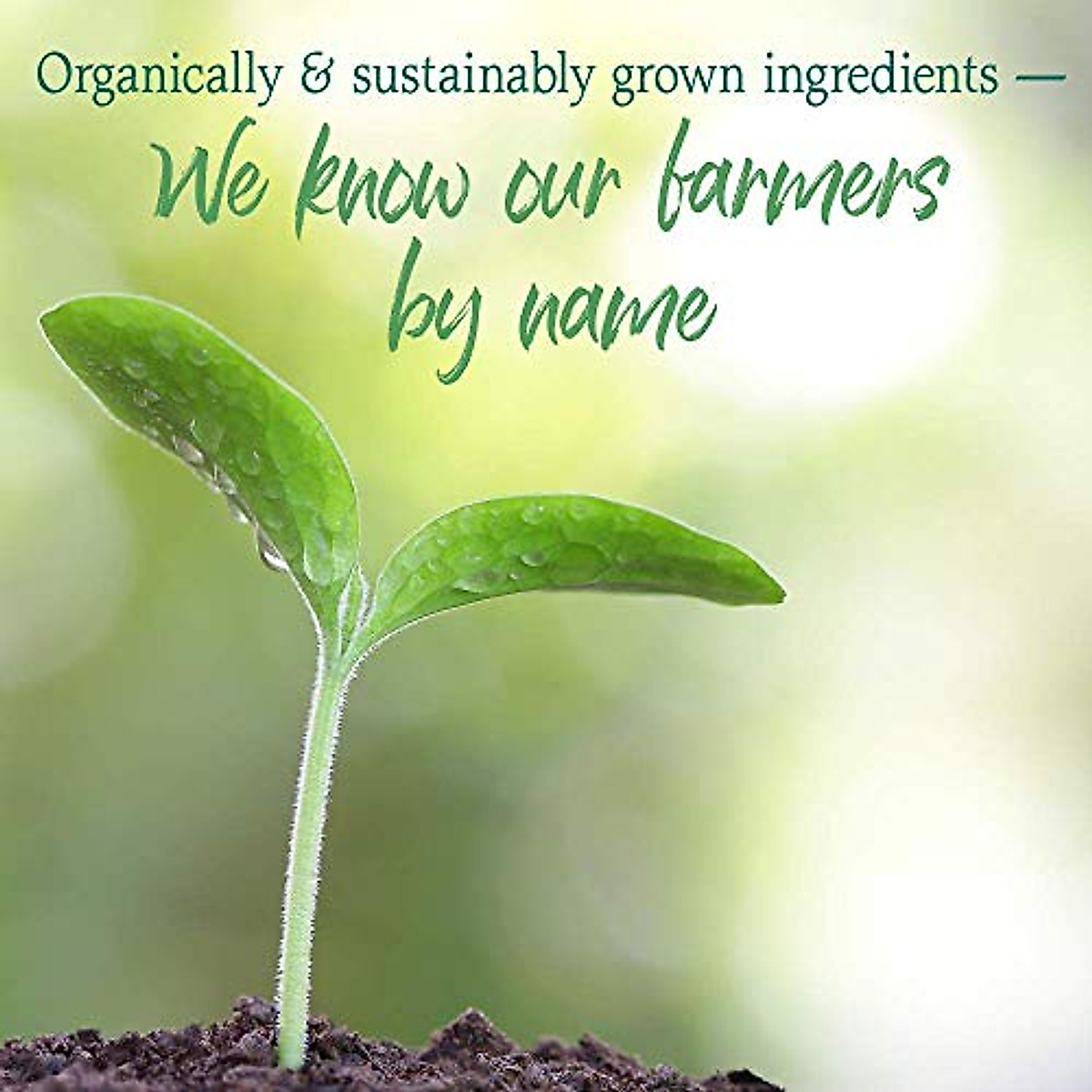 Garden of Life Raw Perfect Superfood Juiced Greens Powder Capsules, Non-GMO, Gluten Free, Vegan Whole Dietary Supplement, Organic, Sprouts Probiotics, 240 Count