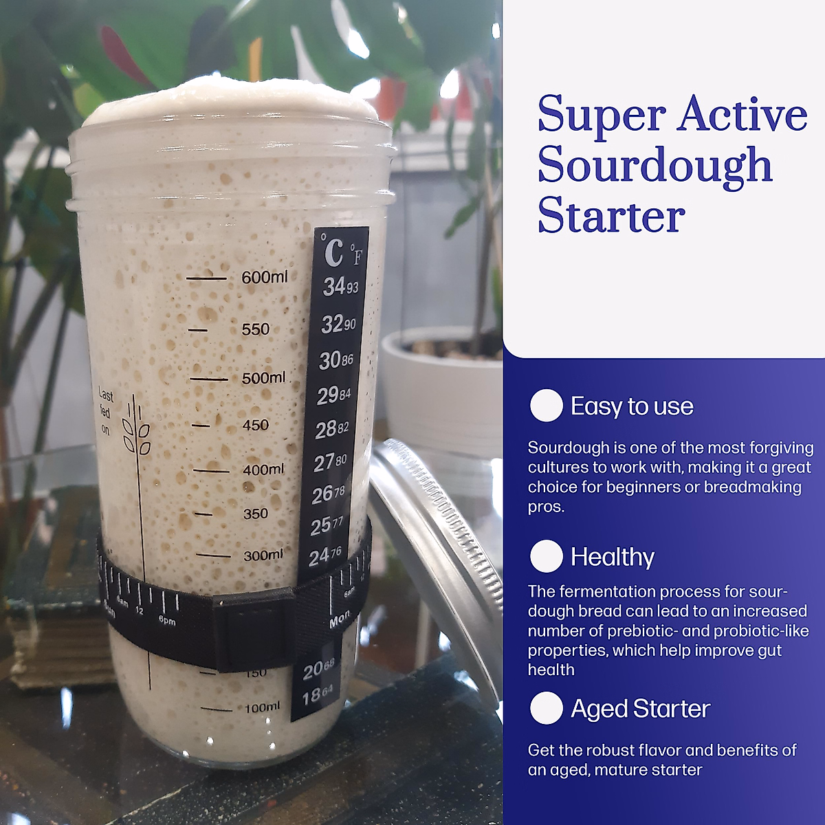 San Francisco Sourdough Starter - Dehydrated Heirloom Style Sourdough Starter for Sourdough Bread, Pizza, Buns, Pancakes, Muffins | Easy to follow instructions. By Captain Sourpants