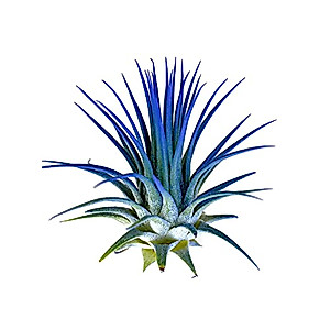 Ionantha Guatemala Tillandsia Air Plant, Guatemala Tillandsia Live Airplant, Healthy Arrival Guaranteed, Great Indoor Plant, Home Decor & Gift (Blue)
