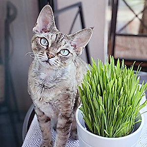 Outsidepride Hordeum Vulgare Cat Grass Variegated Ornamental Grass for Windowsill or Garden Bed - 500 Seeds