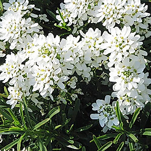 Iberis Sempervirens Seeds Evergreen Candytuft Perennial Ground Cover Showy Attracts Butterflies Drought Tolerant Deer Resistant Rock Garden Outdoor 100Pcs Flower Seeds by YEGAOL Garden