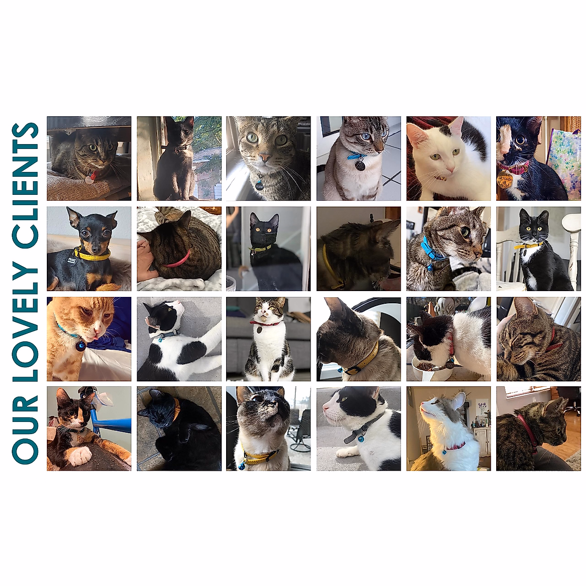 BRONZEDOG Cat Collar with Bell Kitten Rolled Leather Collars Safety QR ID Name Tag (Red)