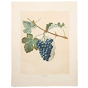 [Grapes] Blue Muscadine Grape