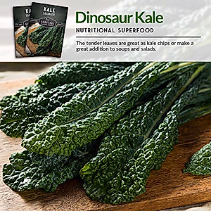 Survival Garden Seeds - Lacinato Kale Seed for Planting - Packet with Instructions to Plant and Grow in Your Home Vegetable Garden - Non-GMO Heirloom Variety - 3 Pack