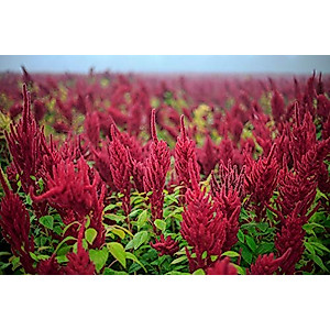 Gaea's Blessing Seeds - Amaranth Seeds - Red Garnet - Non-GMO Seeds with Easy to Follow Planting Instructions - Open-Pollinated - Untreated - Heirloom - 92% Germination - Net Wt. 1.3g