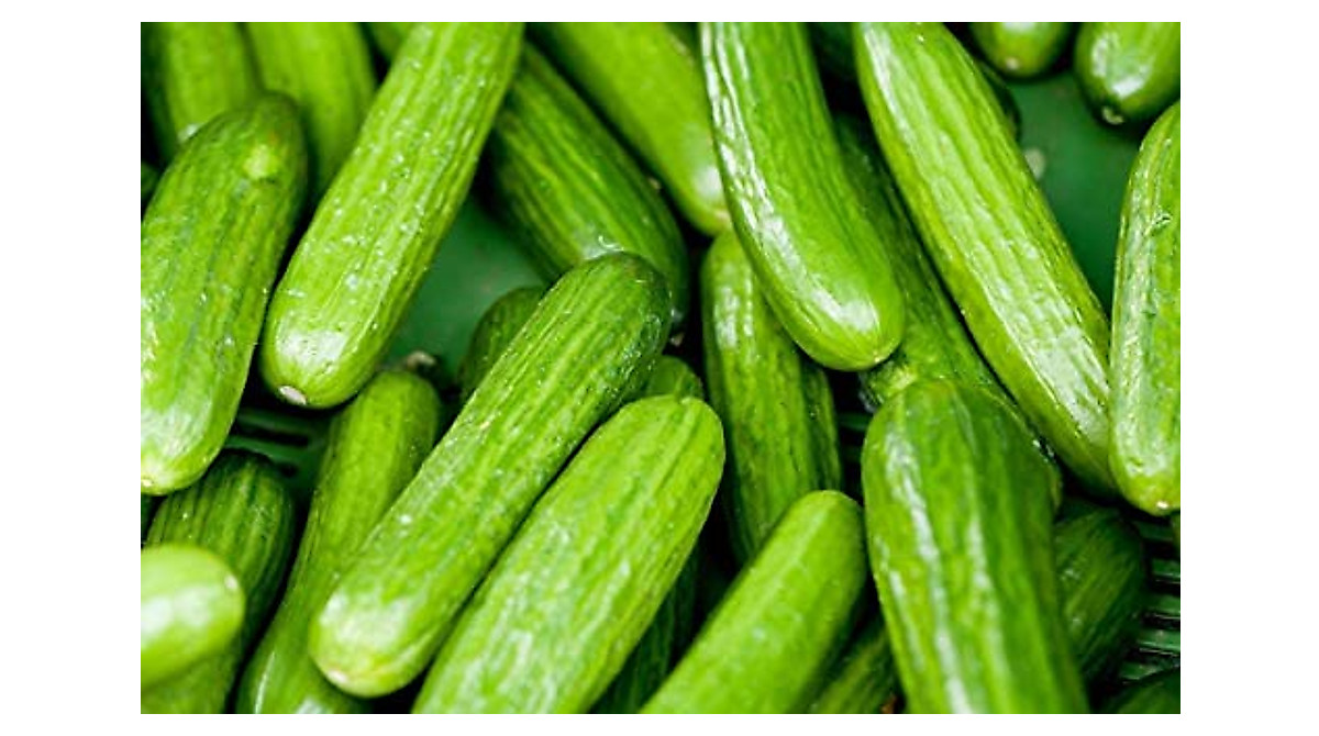 Persian Cucumber Seeds: High Yield, Sweet & Crispy Garden Ready