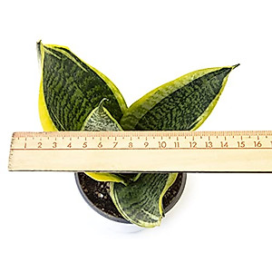 Altman Plants, Live Snake Plant, Sansevieria trifasciata Superba, Fully Rooted Indoor House Plant in Pot, Mother in Law Tongue Sansevieria Plant, Potted Succulent Plant, Houseplant in Potting Soil