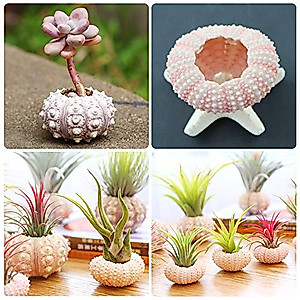 BUDDE 5 Pack Mini Sea Urchin Shell Hanging Pot-Air Plant Holder air Plant Hanging holdercute pots for succulentsin Cute Tillandsia Succulentwith Rustic Ropes