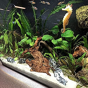 Aucks Natural Large Driftwood for Fish Tank Decoration,12 Inch-14 Inch Pack of 2 Pieces, Driftwood for Aquarium Reptile Decor, Brown