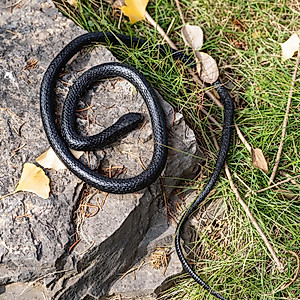 Brandon-super Realistic Rubber Black Snake 52 Inch Long Scare Toy