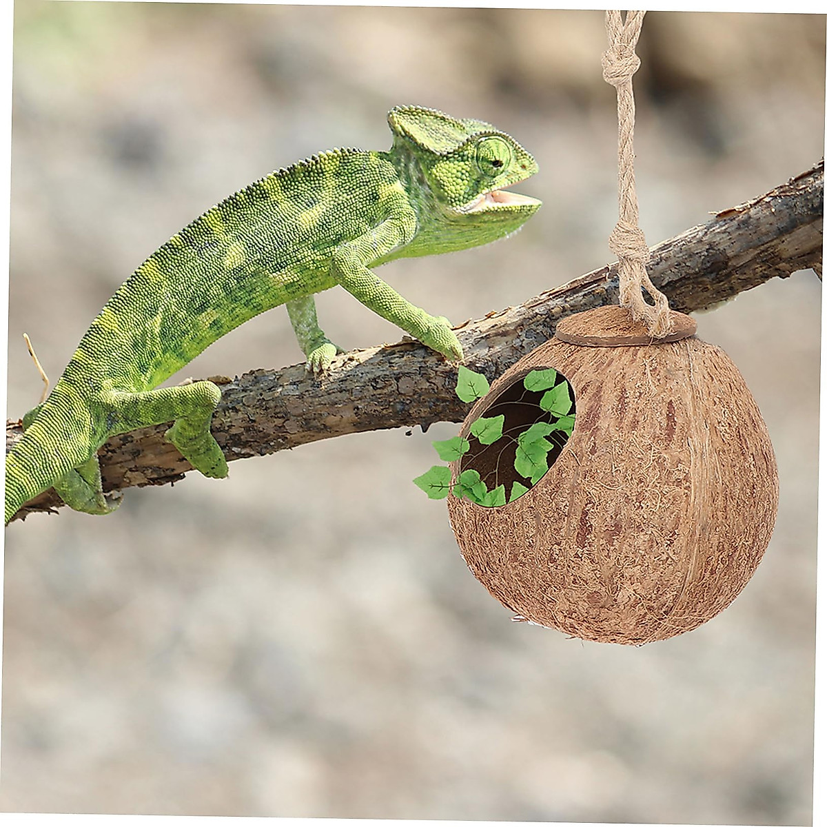 TEHAUX 4pcs Lizard Coconut Nest Pet House Natural Pigeon Bird House Crested Gecko Hide Parrot Cage Cages Bird Hut Pet s Coconut Shell Reptile Pet Nest Bird Cage Rope Hamster