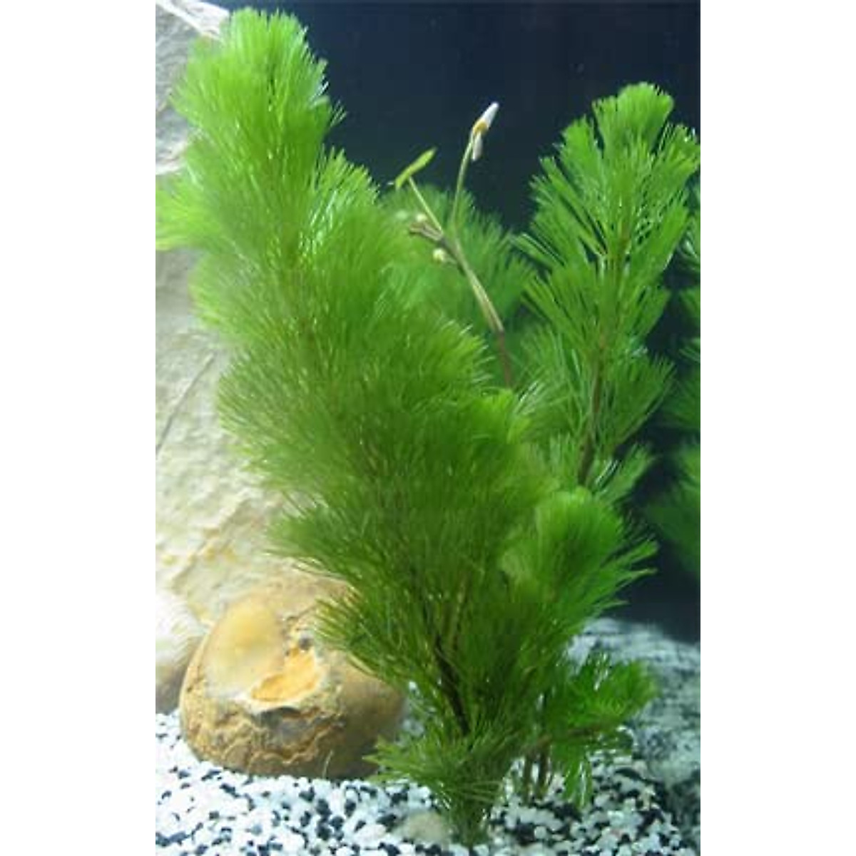 Marcus Fish Tanks - 3X Green Cabomba Caroliniana Live Aquarium Plants ...