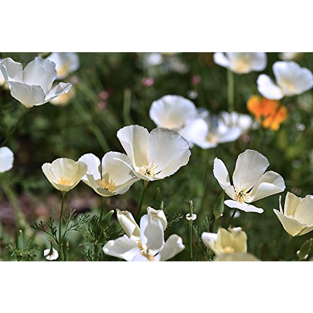 Ivory Castle White California Poppy Seeds for Planting, 1000+ Seeds Per Packet, (Isla's Garden Seeds), Non GMO & Heirloom Seeds, Scientific Name: Eschscholzia californica, Great Home Garden Gift