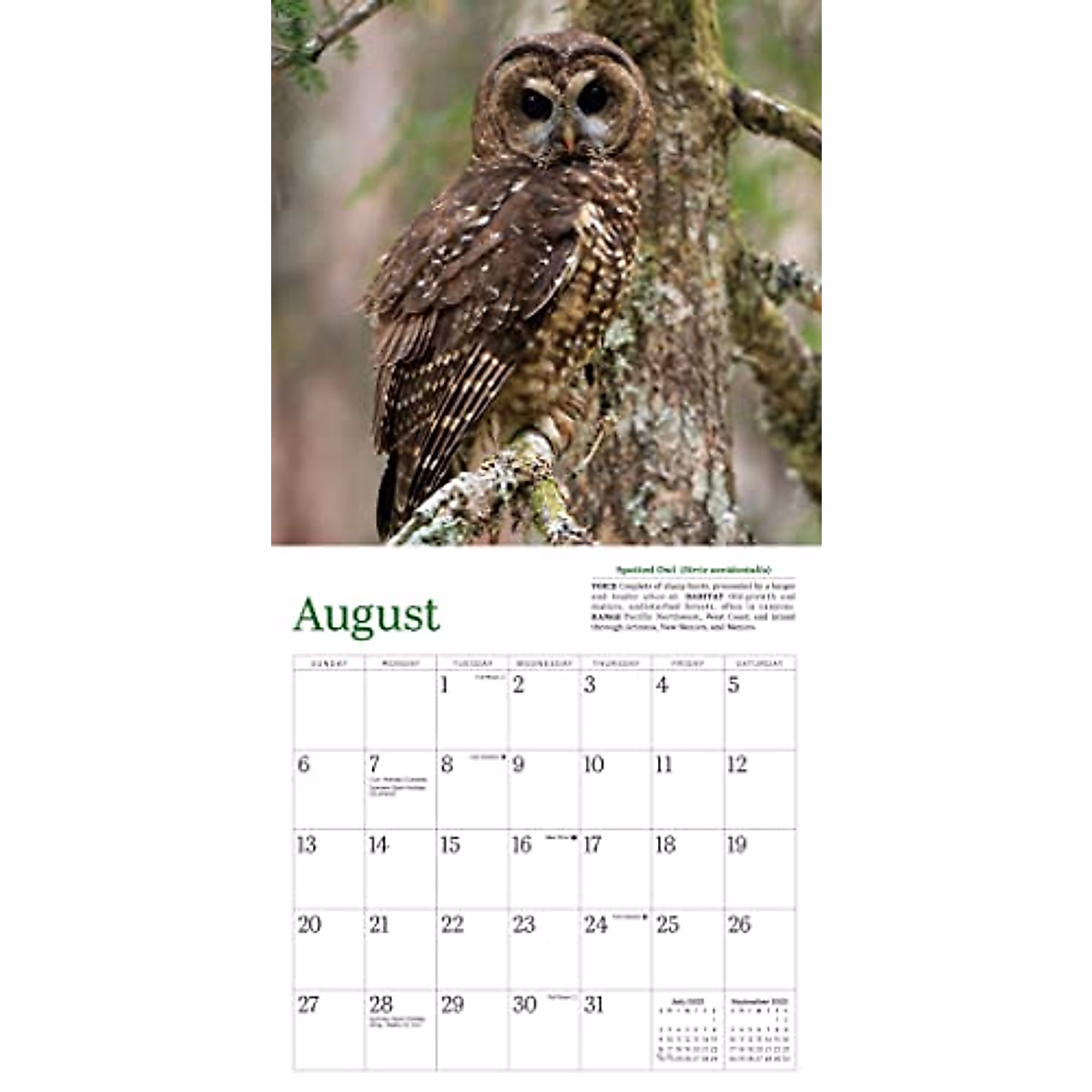 Audubon Little Owls Mini Wall Calendar 2023: A Year of Fluffy and Round Owls