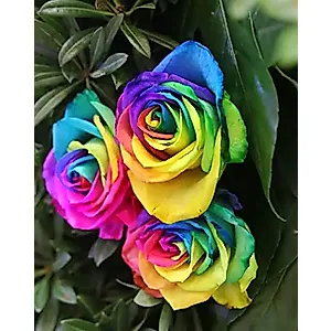 200pcs Rainbow Color Rose Seeds for Planting, Hybrid Rare Rose, Perennial Shrub