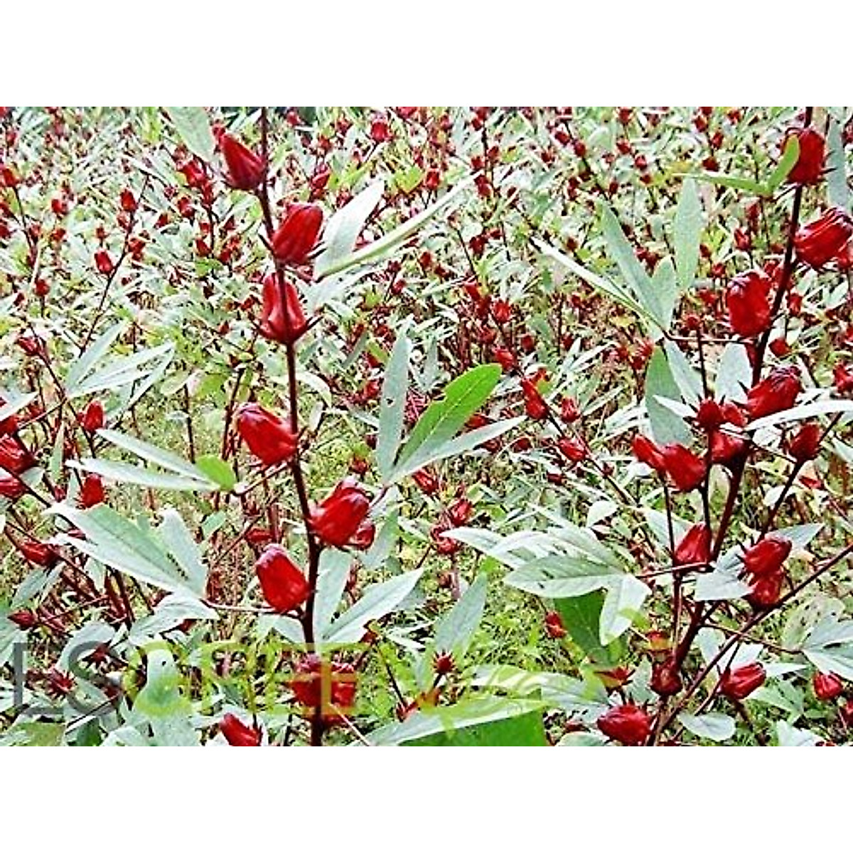 50 Jamaican Sorrel Seeds, Florida Cranberry, Indian Roselle, Hibiscus Sabdariffa