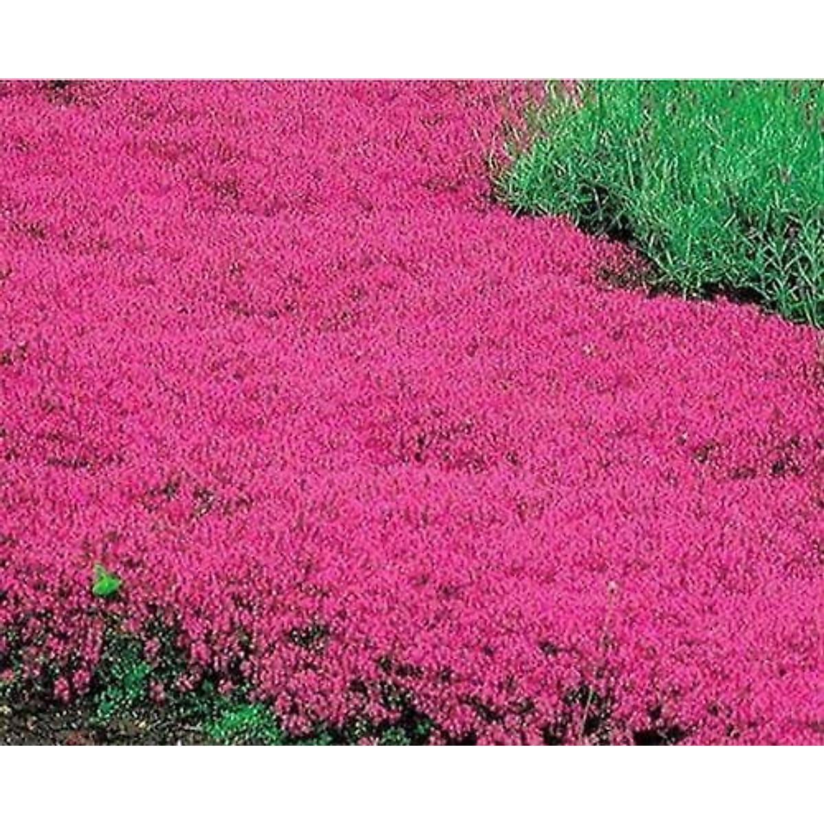 17000+ Red Creeping Thyme Seeds Ground Cover Plant Seeds Perennial- Non-GMO Heirloom Flower Creeping Thyme Seeds for Planting